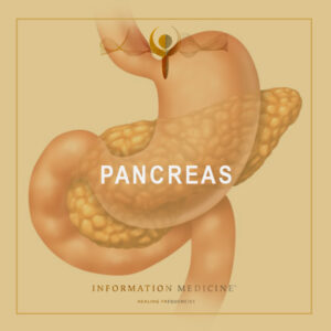 Pancreas – INFORMATION MEDICINE